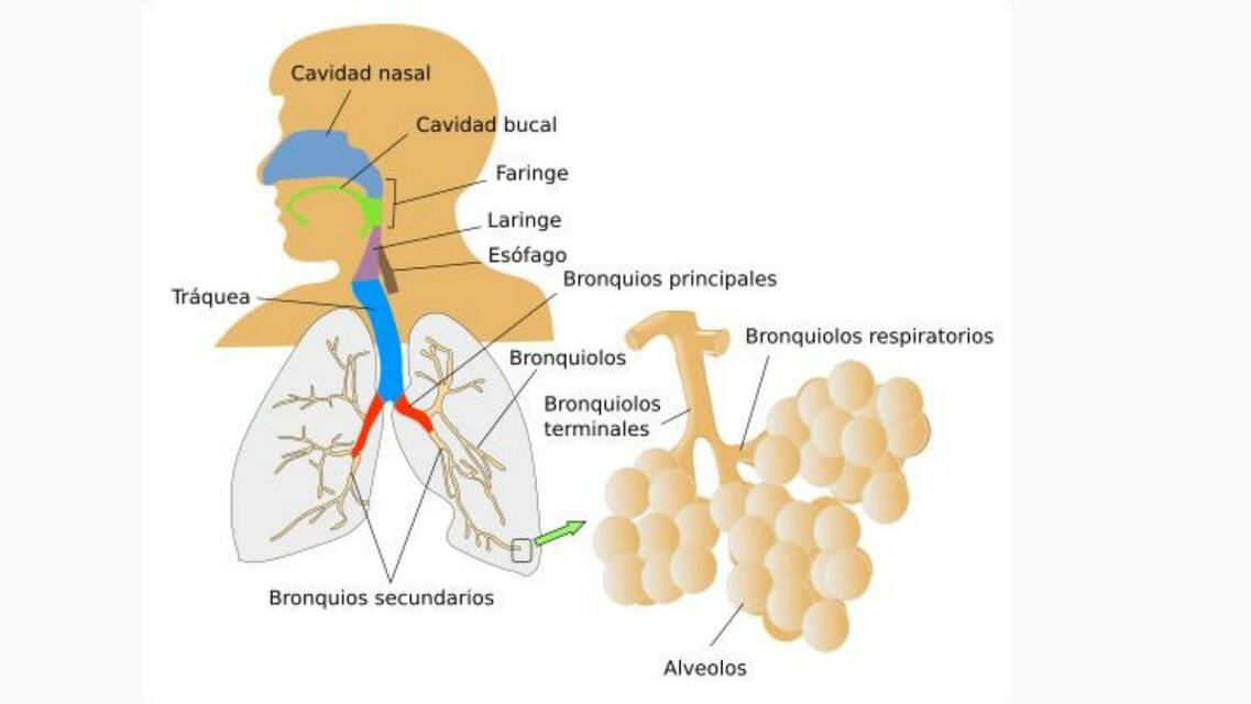 Flashcards de Bronquitis | Por Wendy Reinoso | uDocz