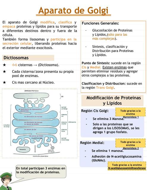 La Estructura Del Aparato De Golgi Infografa