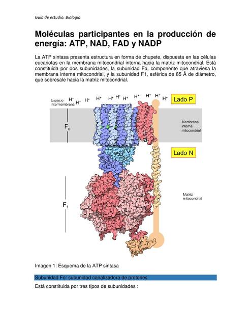 Moléculas participantes en la producción de energía: ATP, NAD, FAD y ...