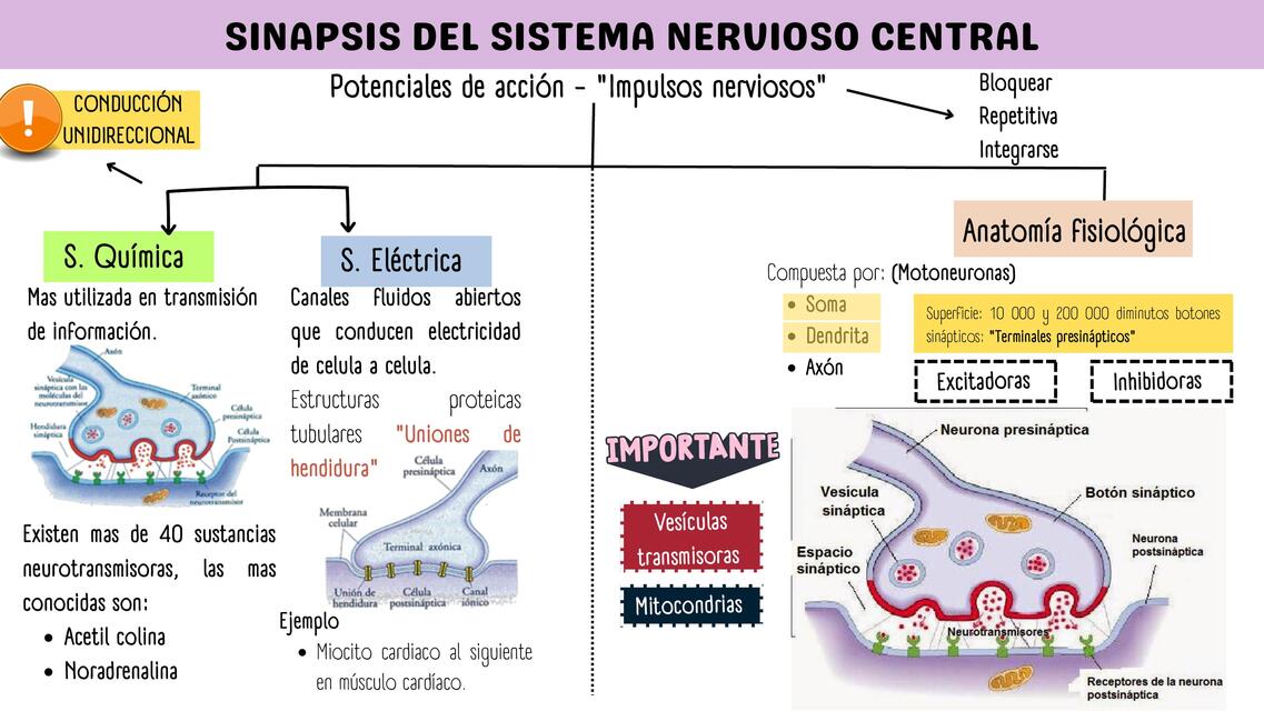 Fisiologia De Sistema Nervioso Pdf Sinapsis Sistema Nervioso – Eroppa