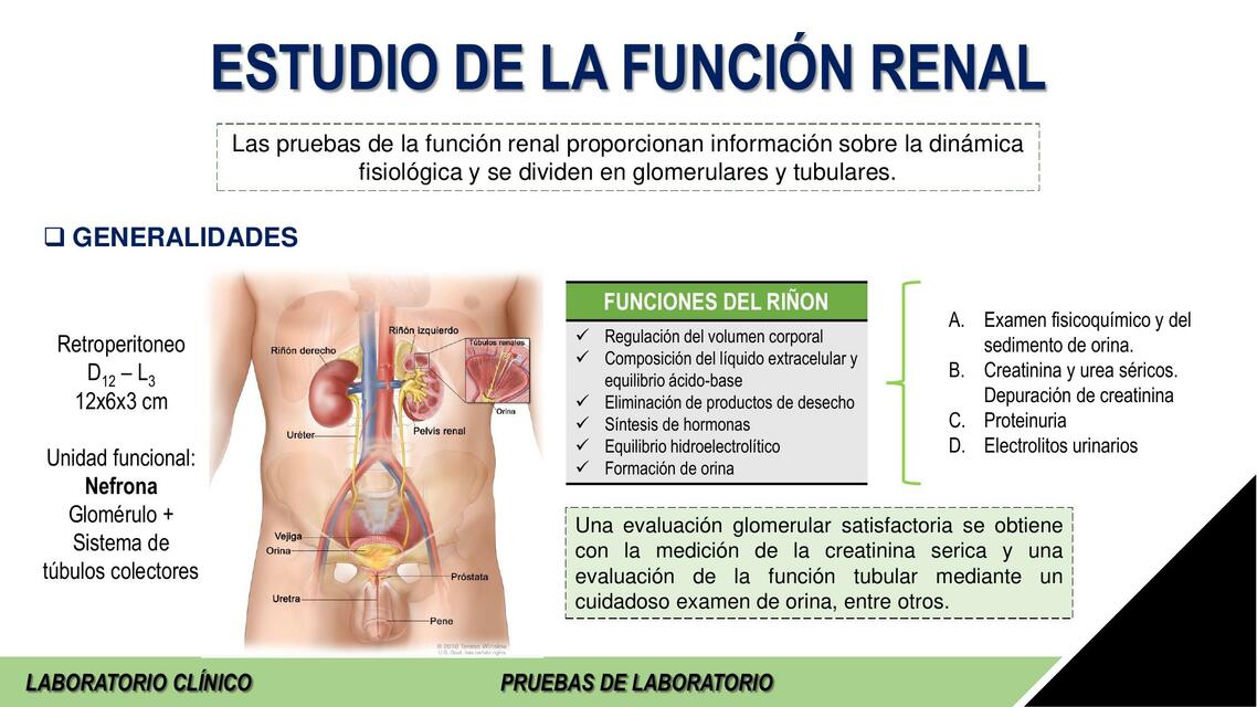 Estudio de la función renal | Anderson Chavez Patricio | uDocz