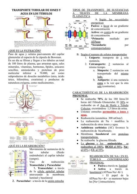 Transporte Tubular de Iones y Agua en los Túbulos | TRIX-MED | uDocz