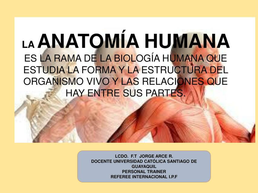 Anatomia humana | uDocz