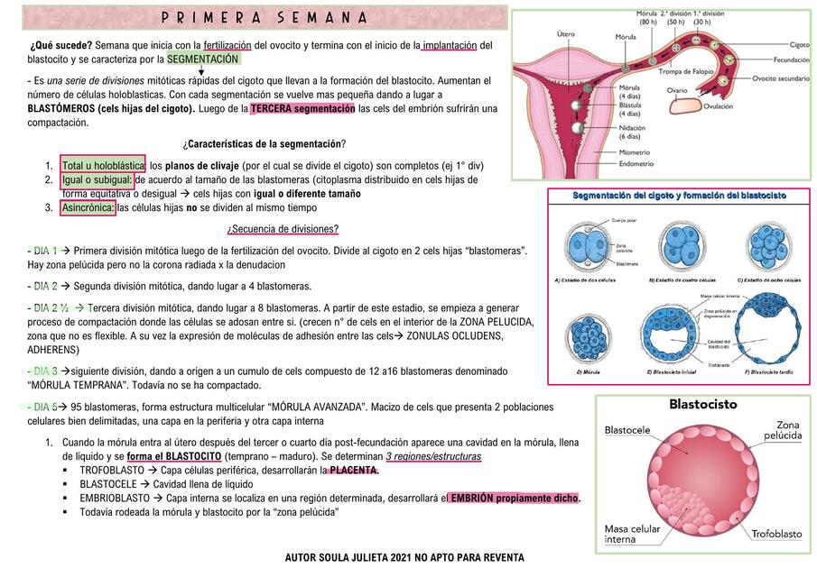 Primera semana | Camila P | uDocz