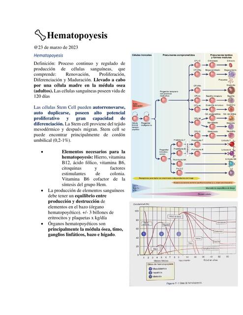 Flashcards de Hematopoyesis | Por Gabriel DLC | uDocz