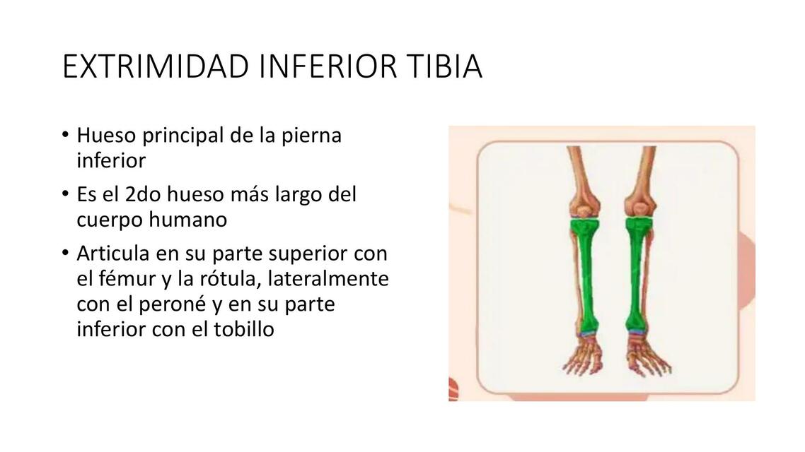 Extremidad inferior tibia | Zeynep alejandra surco quispe | uDocz