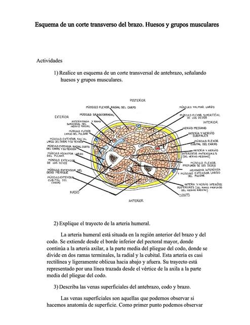 Esquema de un corte transverso del brazo. Huesos y grupos musculares ...