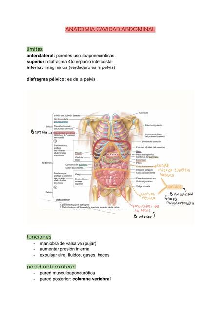 Anatomía Cavidad Abdominal | NANCY GONZALEZ OLVERA | uDocz