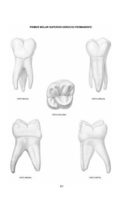 Molares superiores | Aramis Gallo | uDocz