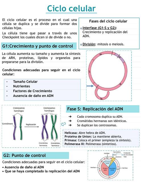 Ciclo celular | Christopher | uDocz