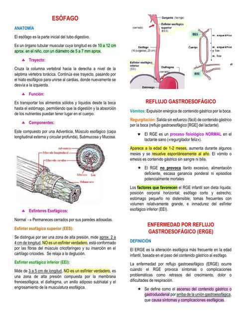 Esófago | Andrea Hdez | uDocz