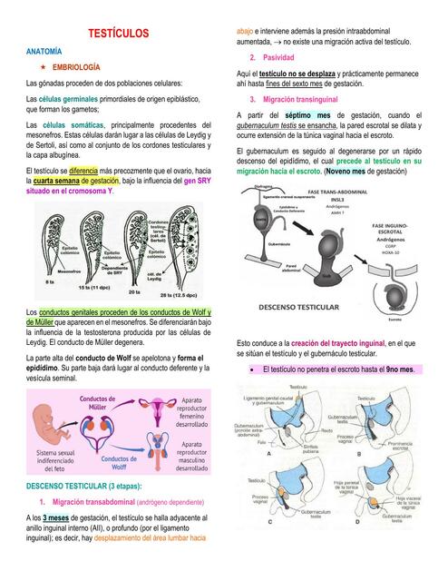 anatomia | uDocz