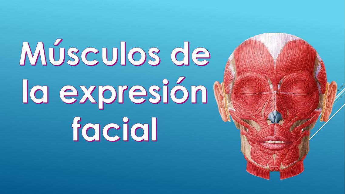 Músculos de la expresión facial | Melissa Bobadilla | uDocz
