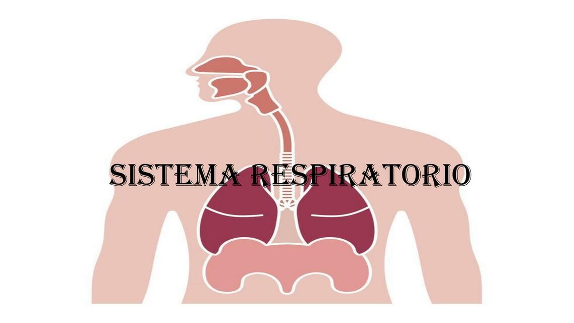 Sistema respiratorio | Monserrat Ocampo Montero | uDocz