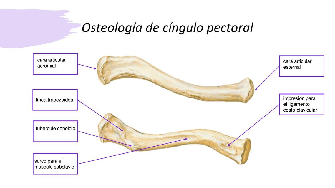 Osteología de Cíngulo Pectoral | JAVIERA ANTONIA ARANDA GALLEGOS | uDocz