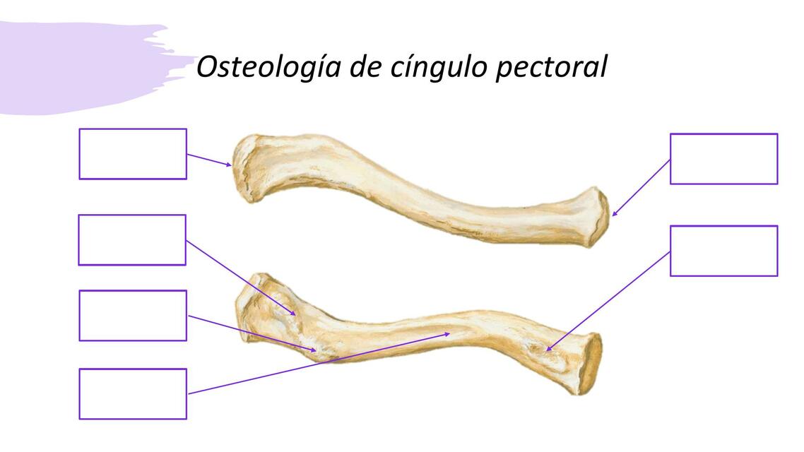 Osteología de Cíngulo Pectoral | JAVIERA ANTONIA ARANDA GALLEGOS | uDocz