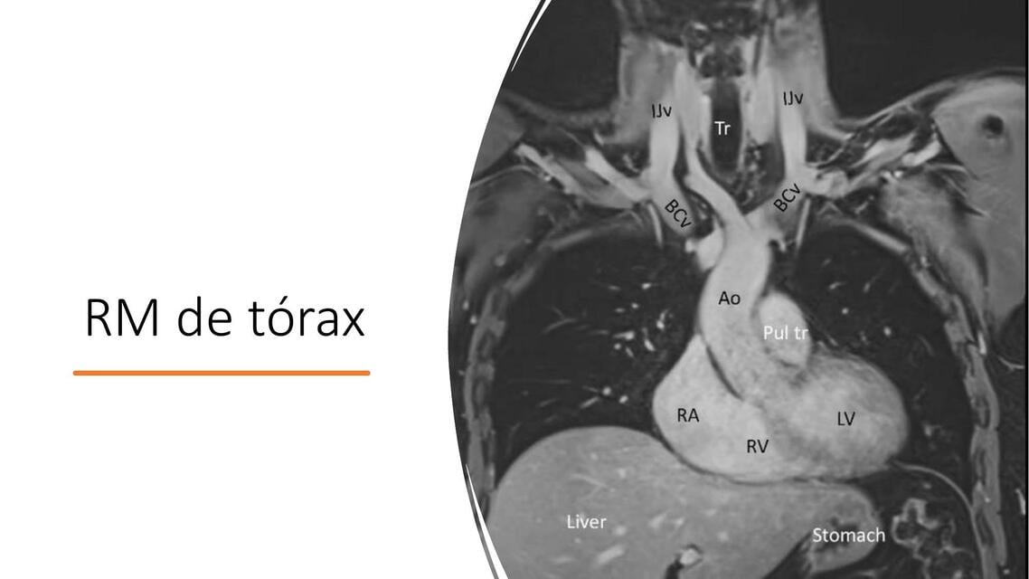 ANATOMIA | uDocz
