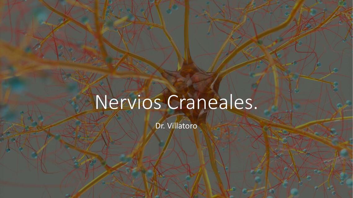 Nervios Craneales | Betzabé | uDocz