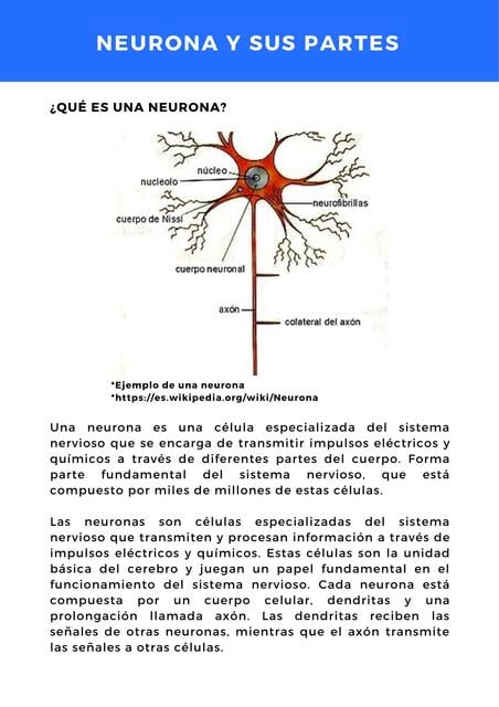 Anatomia | uDocz