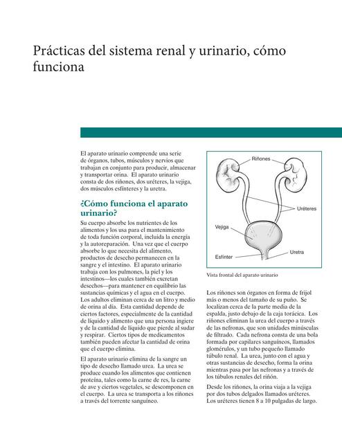 Prácticas del sistema renal y urinario, cómo funciona | Biología General | uDocz