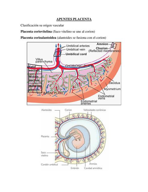 Tipos de Placenta. Veterinaria | LucyVet | uDocz