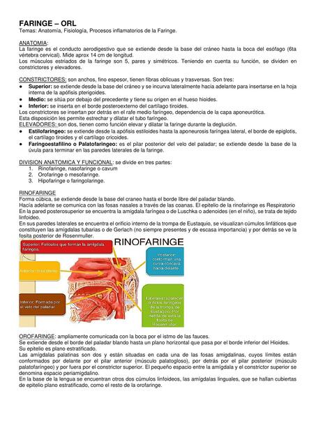 Faringe | Carla Riquelme | uDocz