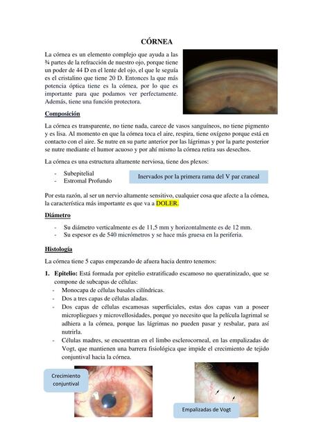 Flashcards de Córnea | Por Katherine | uDocz