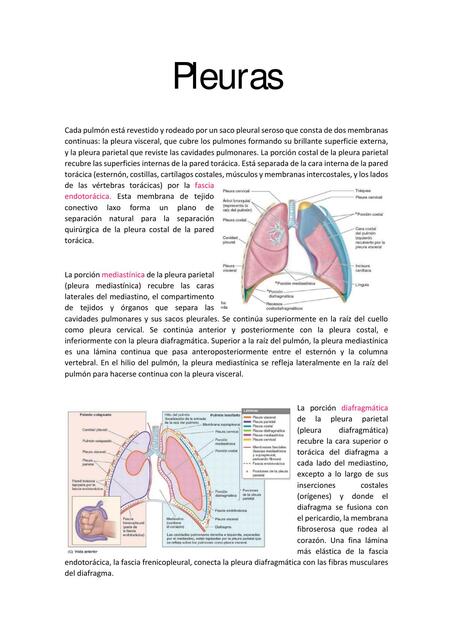 Pleuras | Itzel Viveros | uDocz