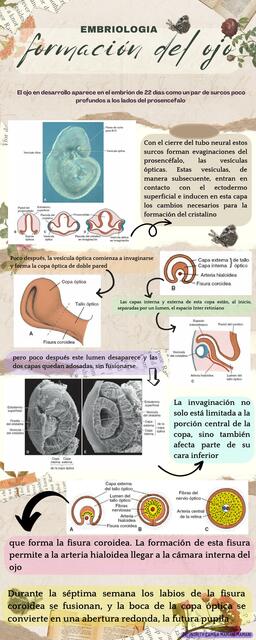 Infografía de formación del ojo | indrith camila mamani mamni | uDocz