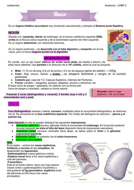 Bazo Anatomia | NotitasMed_ | uDocz