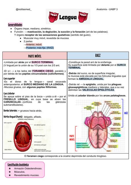 Lengua Anatomia | NotitasMed_ | uDocz
