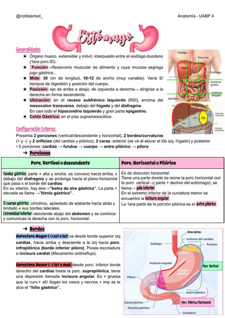 Estómago | NotitasMed_ | uDocz