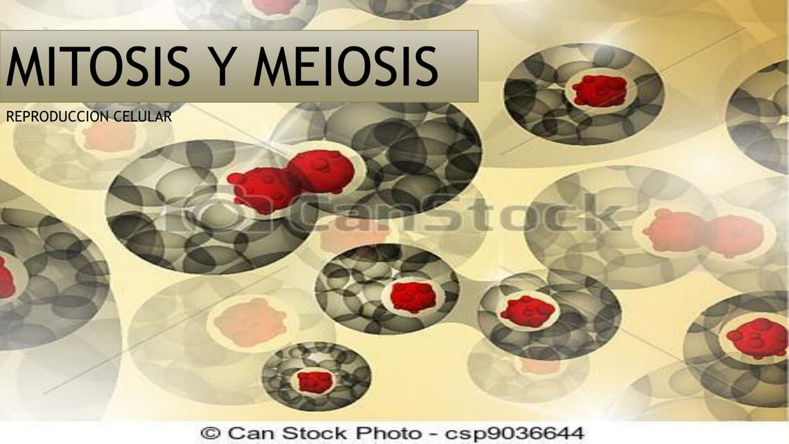 Mitosis y Meiosis | Melina Yujra | uDocz