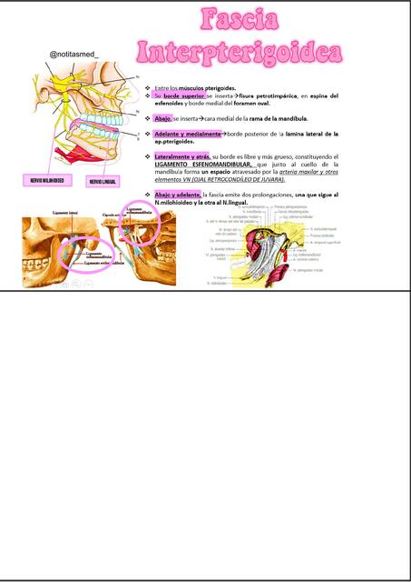 Fascia Interpterigoidea | NotitasMed_ | uDocz
