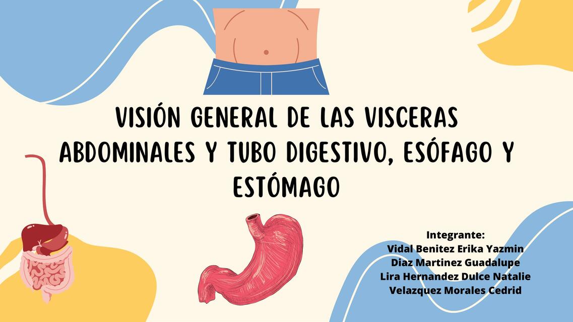 Visión General de las Vísceras Abdominales y Tubo Digestivo, Esófago y ...
