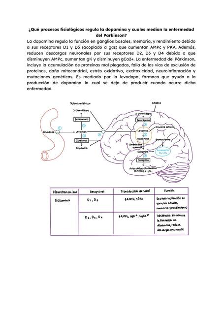¿Qué Procesos Fisiológicos Regula la Dopamina y Cuales Median la Enfermedad del Parkinson ...
