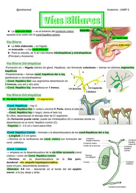 Vías Biliares | NotitasMed_ | uDocz