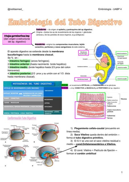 Embriología del Tubo Digestivo | NotitasMed_ | uDocz