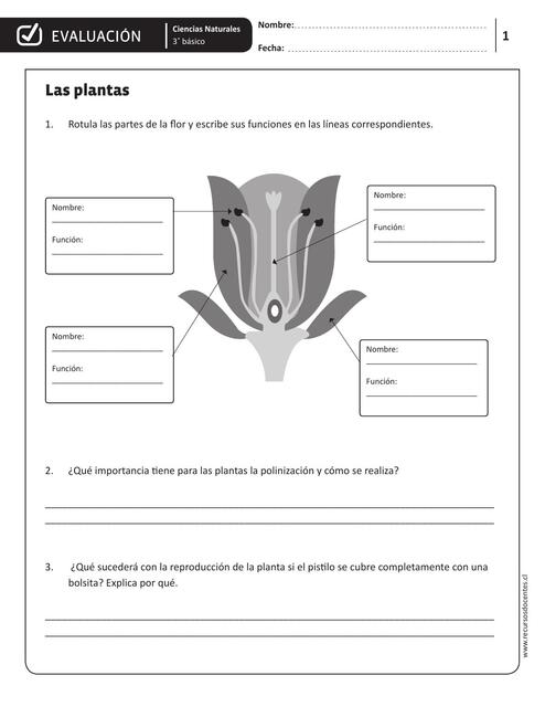 Plantas Prueba ciencias naturales | Biología y Vida | uDocz