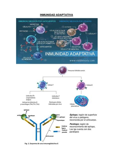 Inmunidad Adaptativa | Josué Paredes | uDocz