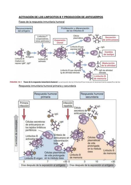 Activación de los Linfocitos B y Producción de Anticuerpos | Josué Paredes | uDocz