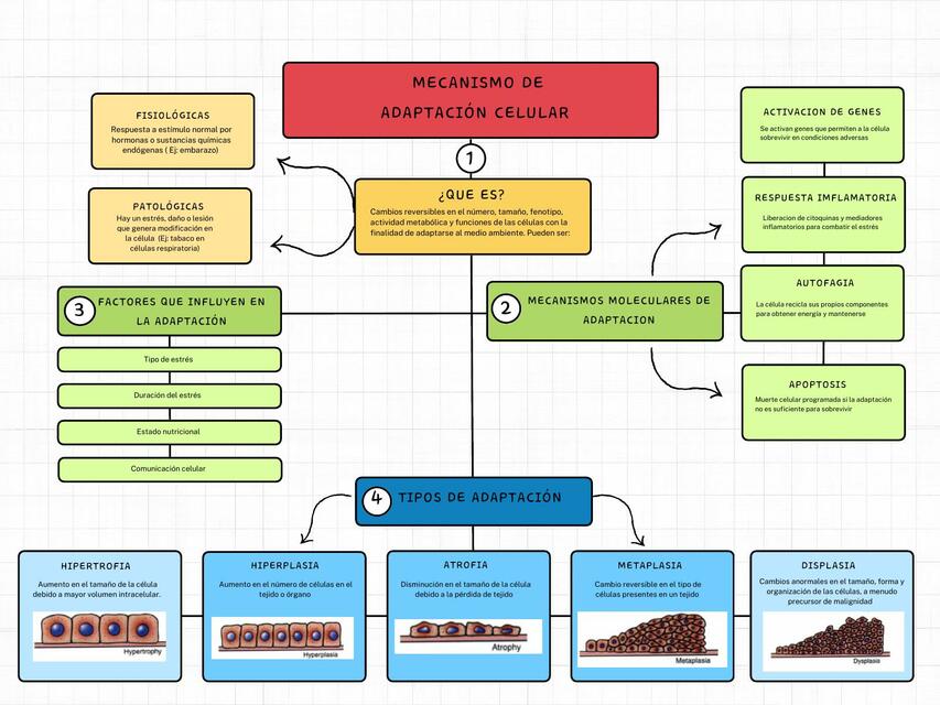 Mecanismos de Adaptación Celular | Antonia Escobar | uDocz