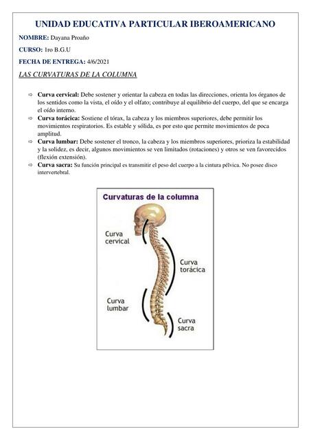 Las Curvaturas de la Columna | dayana | uDocz