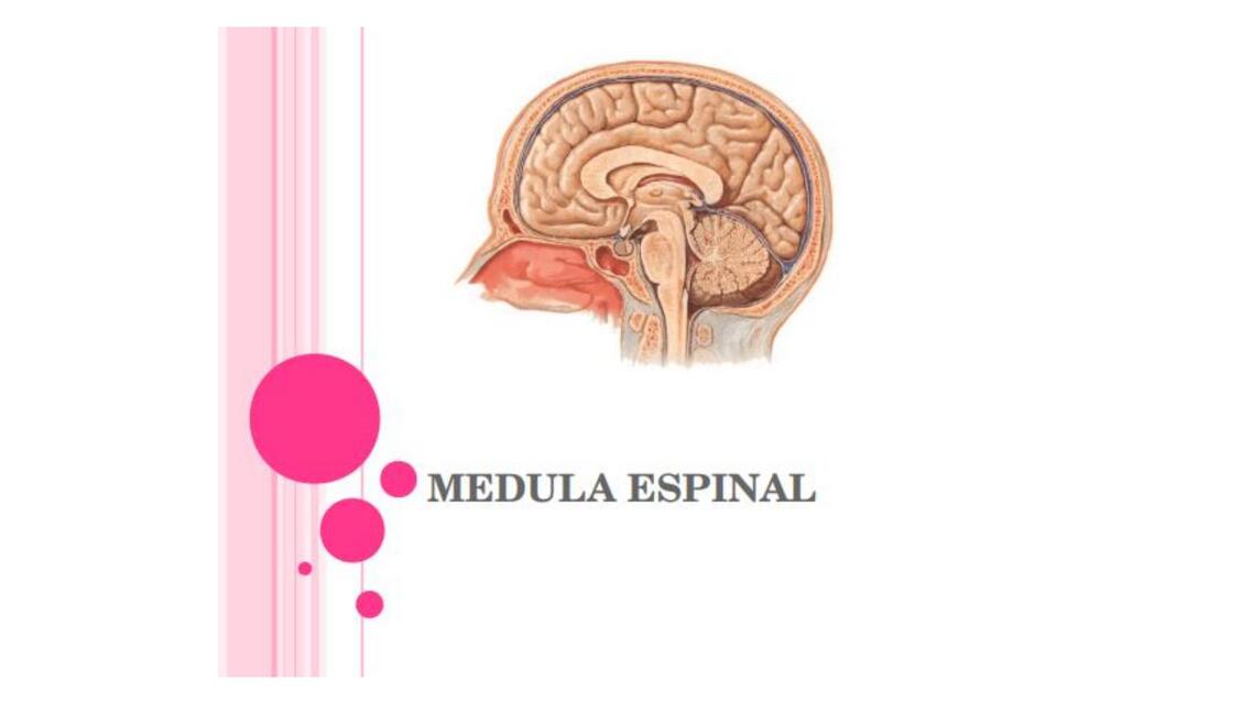 Médula y tractos | karimedsnotes | uDocz