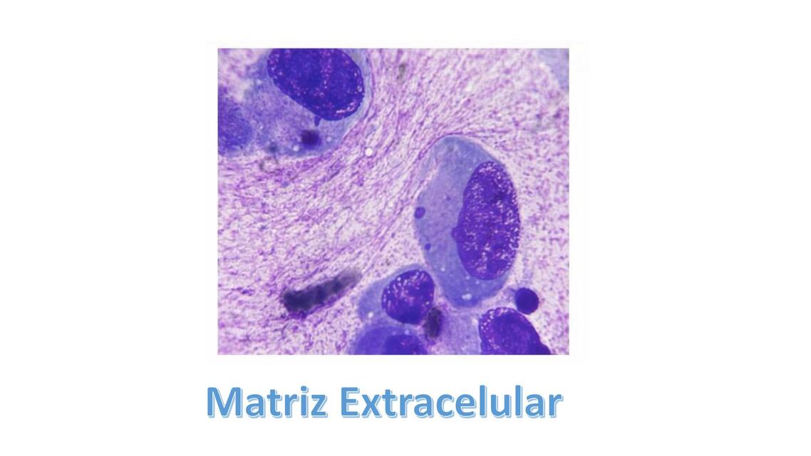 Matriz extra celular | karimedsnotes | uDocz