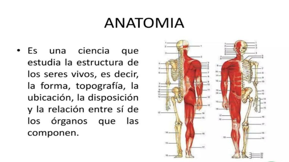 Anatomía | Ale Medina | uDocz