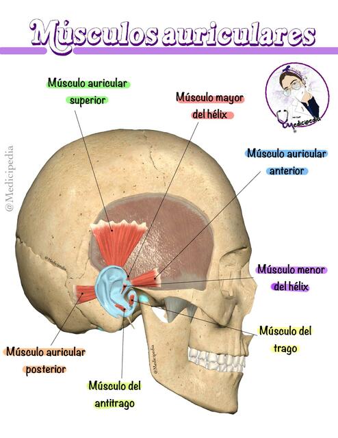 Músculos auriculares | Medicipedia | uDocz