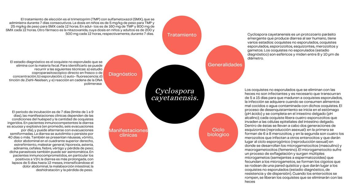 Cyclospora cayetanensis | Dr. Müller G | uDocz