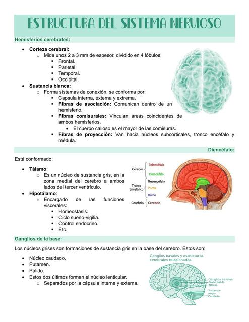 Estructura del sistema nervioso | Medicina.zip | uDocz