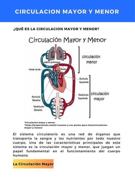 Circulación Mayor y Menor | Facilitando tu estudio | uDocz
